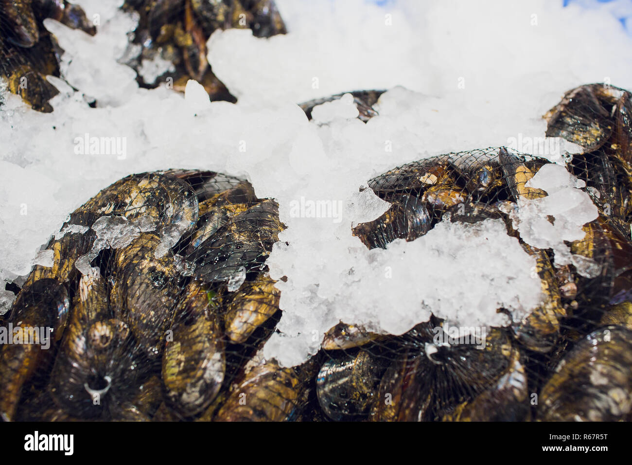 Atlantic ocean freshly caught mussels at fish market. Fresh seafood ...
