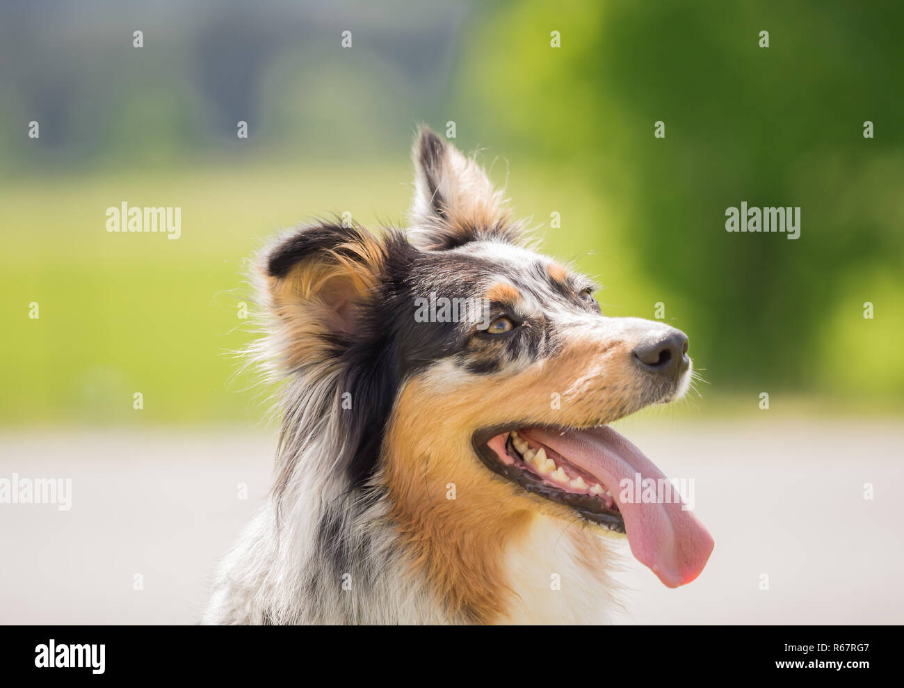 A beautiful Australian Shepherd playing outside Stock Photo - Alamy