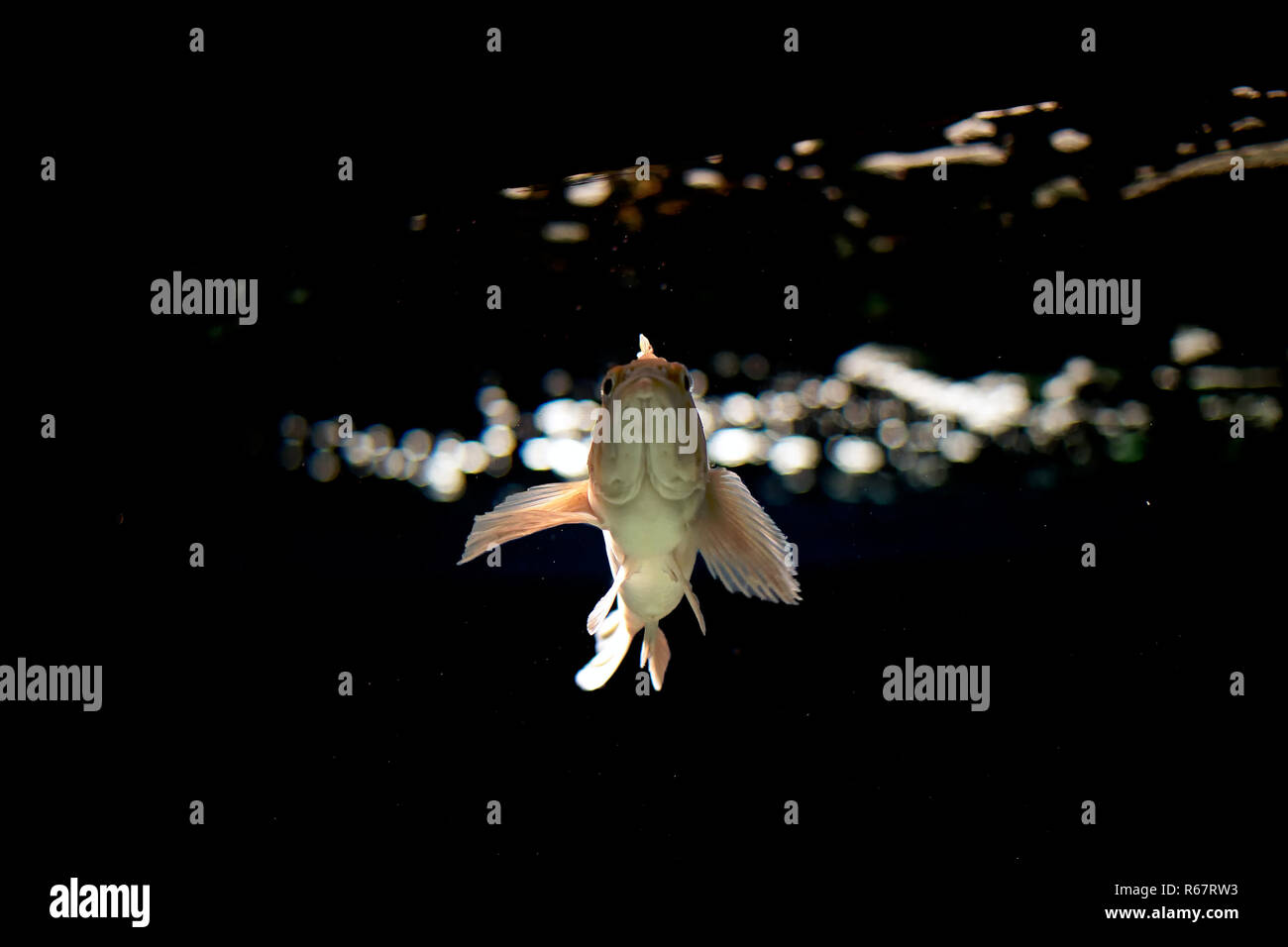 Deep sea fish dark hi-res stock photography and images - Alamy
