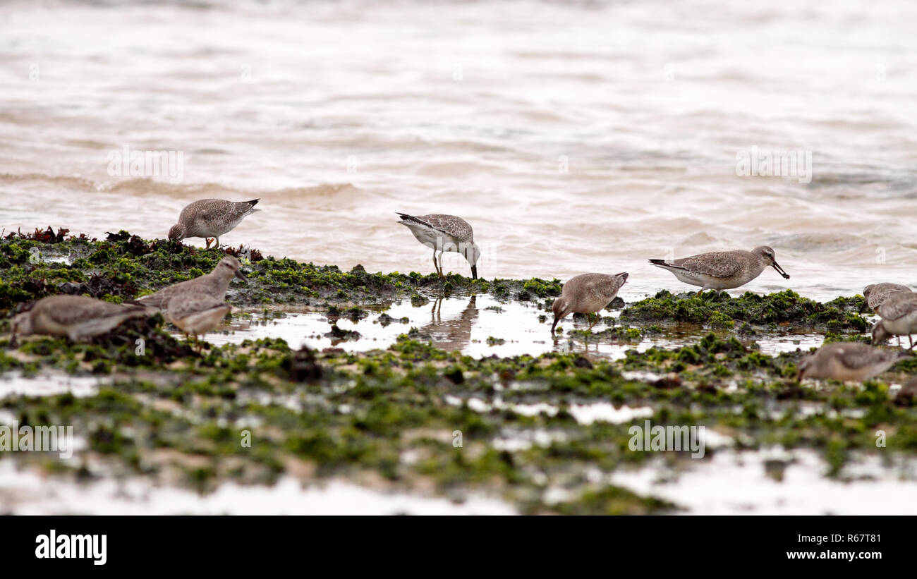 Detailed image of beautiful shorebirds during low tide in a seside in ...