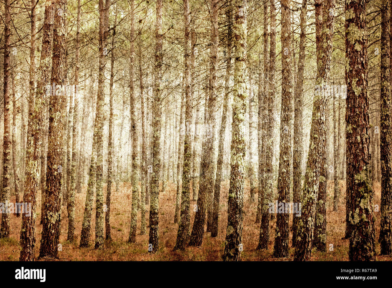 Misty forest grunge background; my own artistic view Stock Photo - Alamy