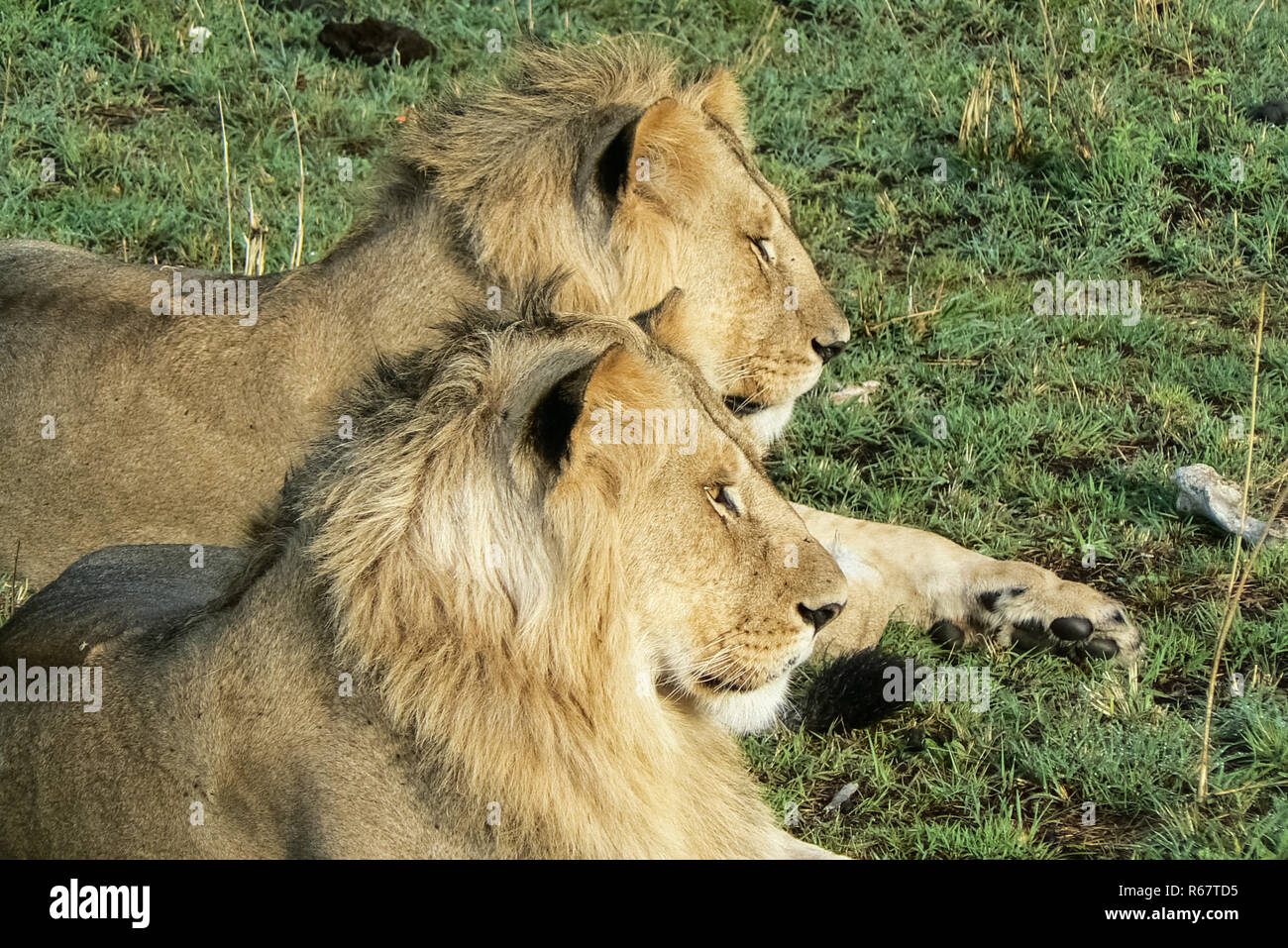 lion in the savannah safari in kenya Stock Photo - Alamy