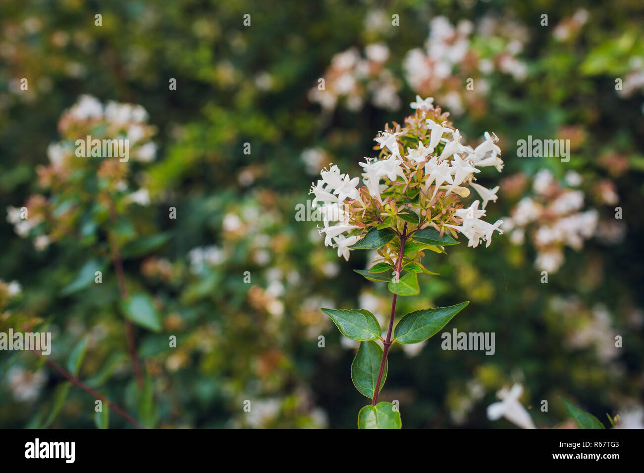 Beautiful blooming apple trees in spring park close up Stock Photo - Alamy