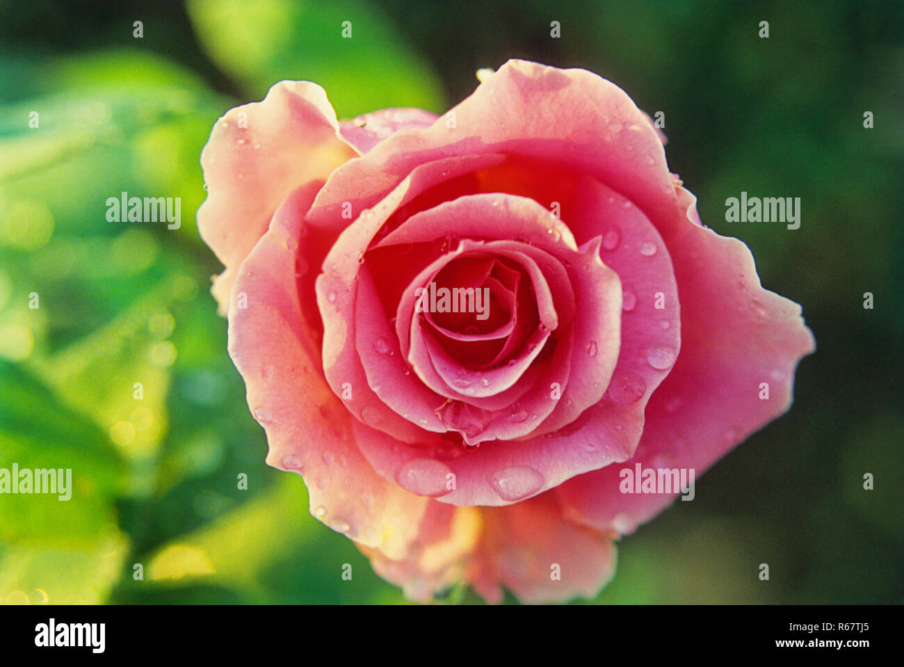 Individual pink roses hi-res stock photography and images - Alamy