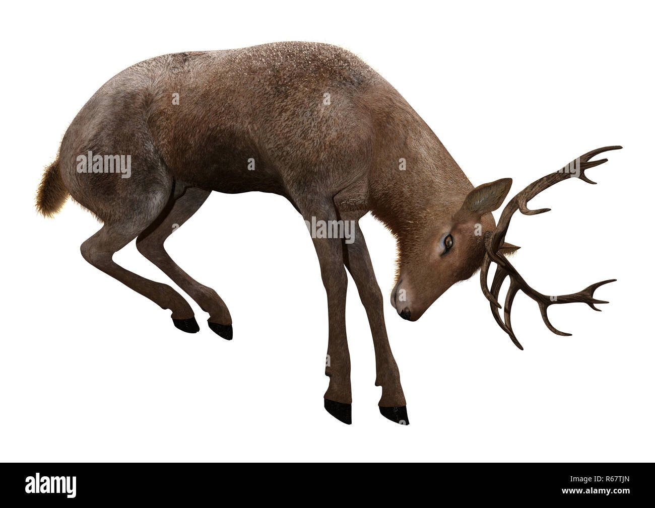 3D rendering of a male deer isolated on white background Stock Photo ...