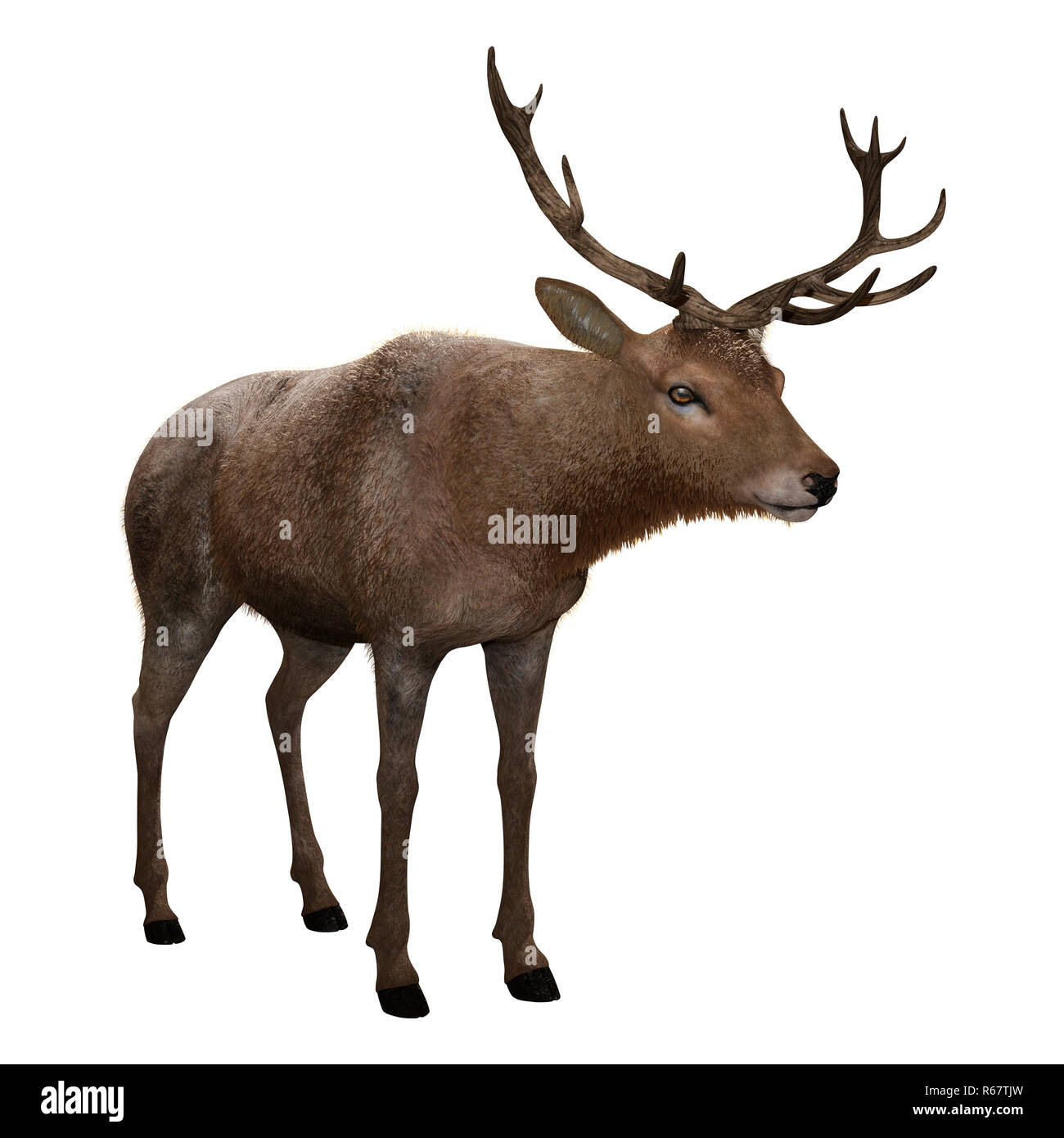 3D rendering of a male deer isolated on white background Stock Photo ...
