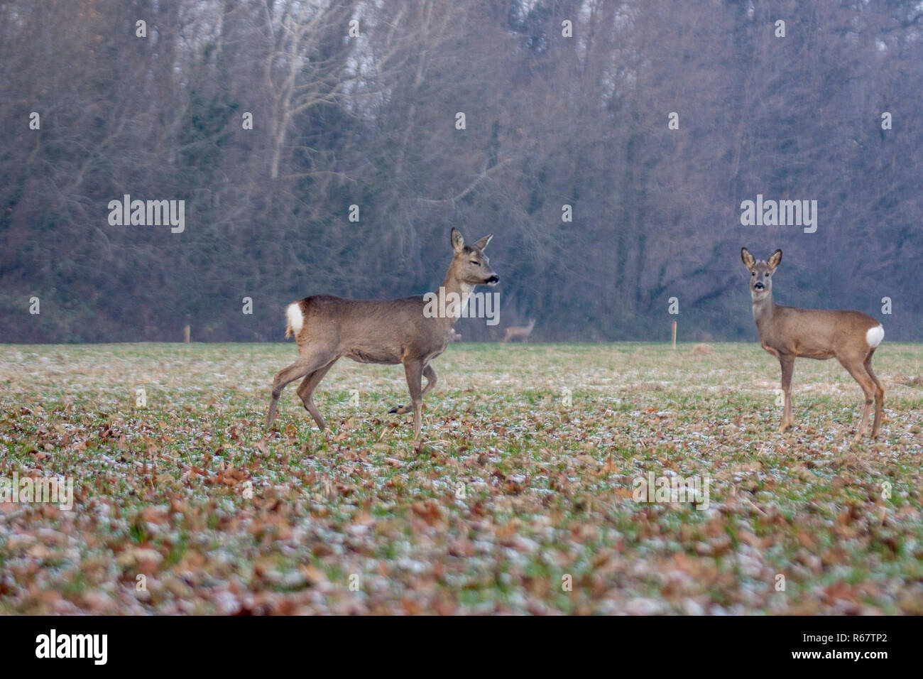 Atmos animal hi-res stock photography and images - Alamy