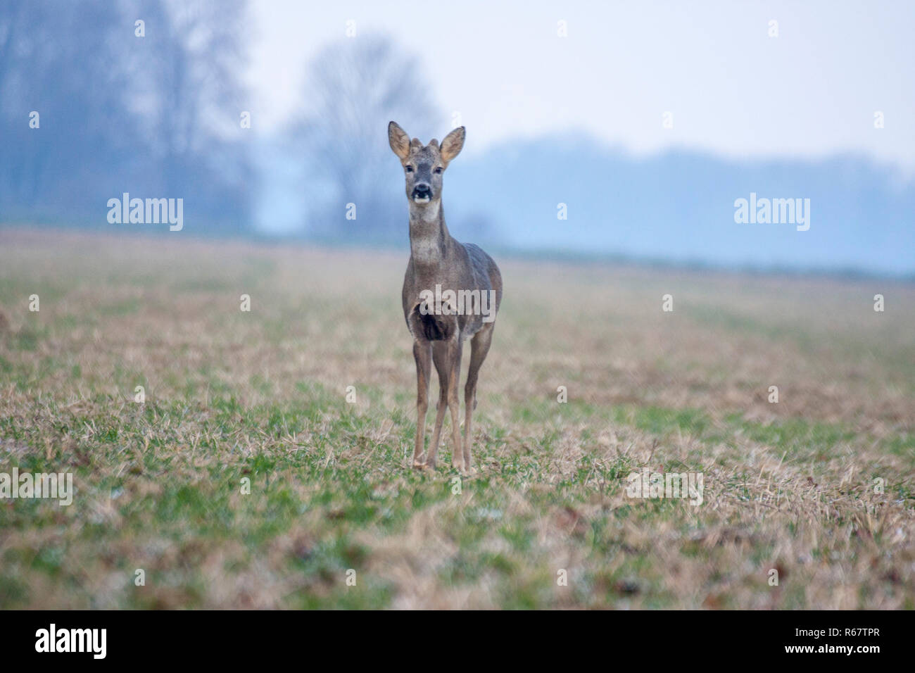 Beautiful roe deers european nature hi-res stock photography and images ...