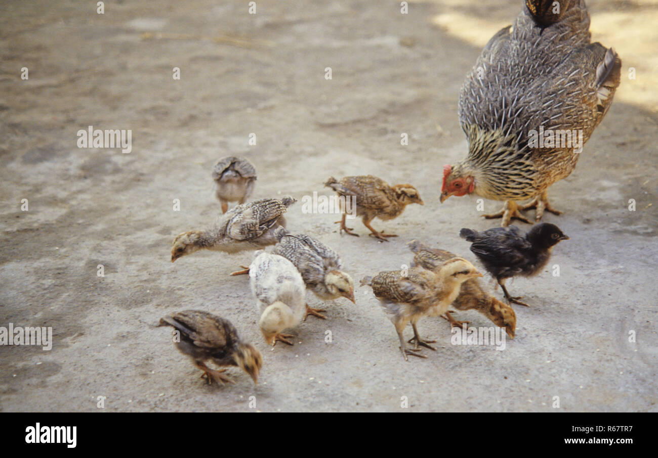Indian chicken chicks hi-res stock photography and images - Alamy