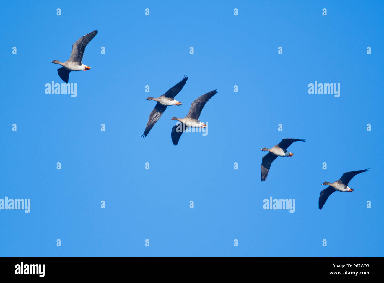 Bean Geese (Anser fabalis), group, flying, Emsland, Lower Saxony ...