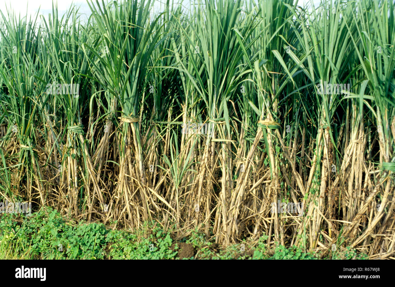 Sugarcane Field, india Stock Photo - Alamy