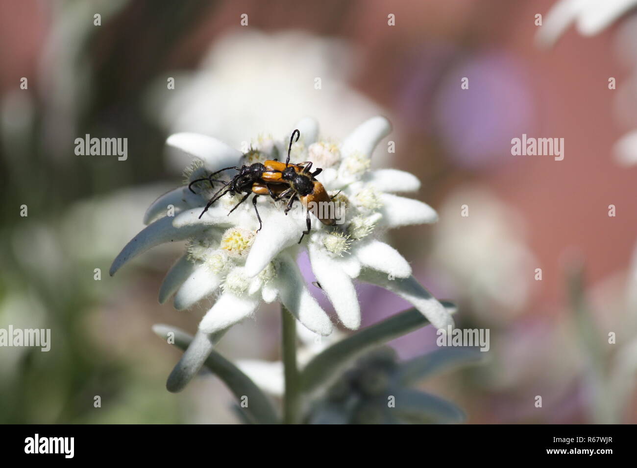 Reproduction Of Bugs Stock Photo - Alamy