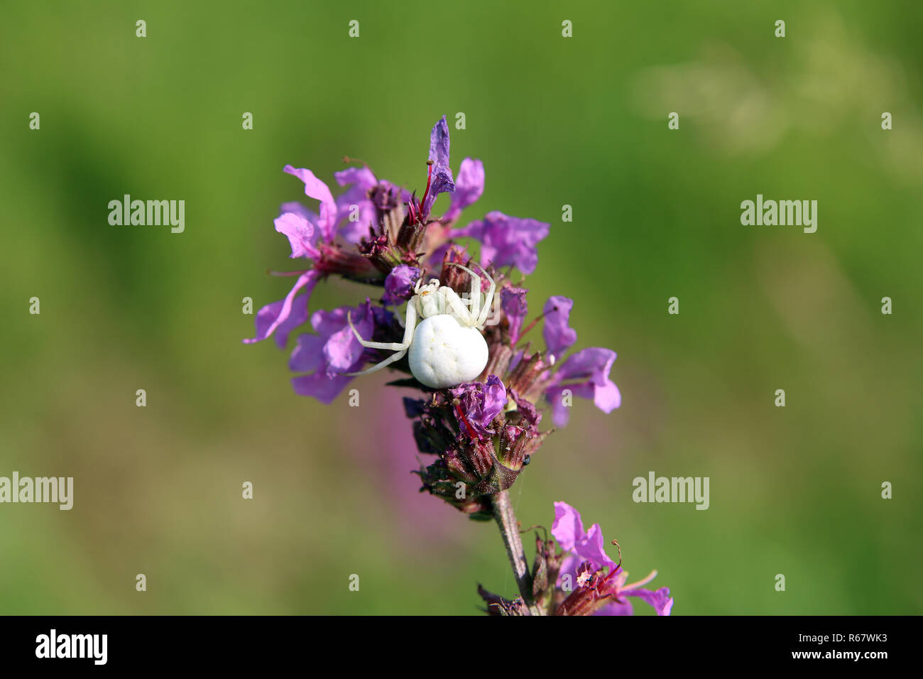White Widow Spider Stock Photo - Alamy