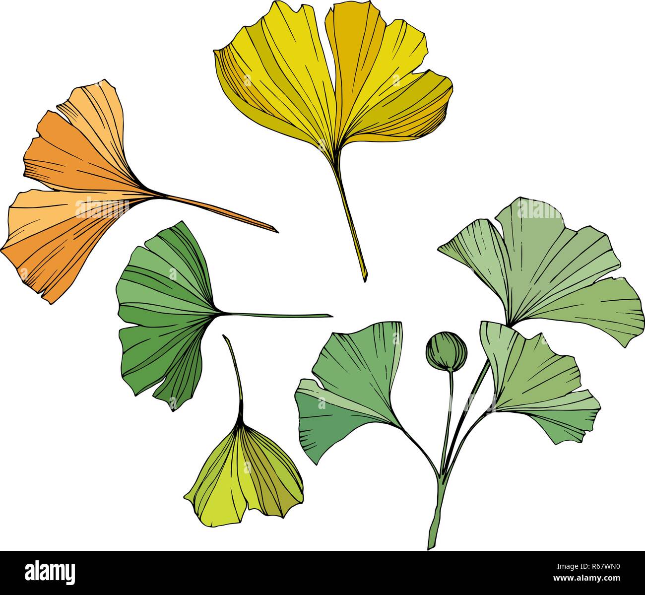 Vector. Ginkgo leaf. Plant botanical garden. Isolated ginkgo ...