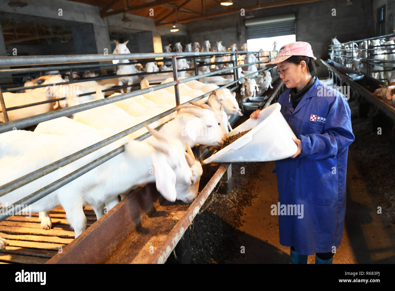 Haimen, Haimen, China. 4th Dec, 2018. Haimen, CHINA-Peasants are busy ...