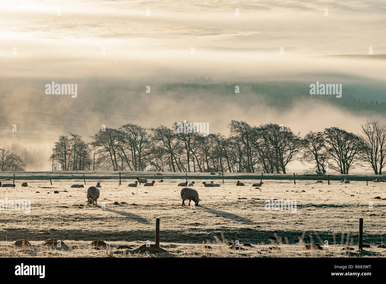 Clitheroe, Lancashire. 4th Dec 2018. UK Weather: Mule ewes in frosty ...