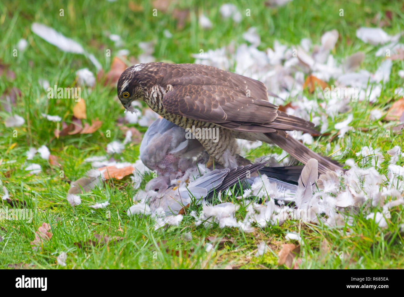 Bournemouth, Dorset, UK. 4th Dec 2018. Female Sparrowhawk, Accipiter ...