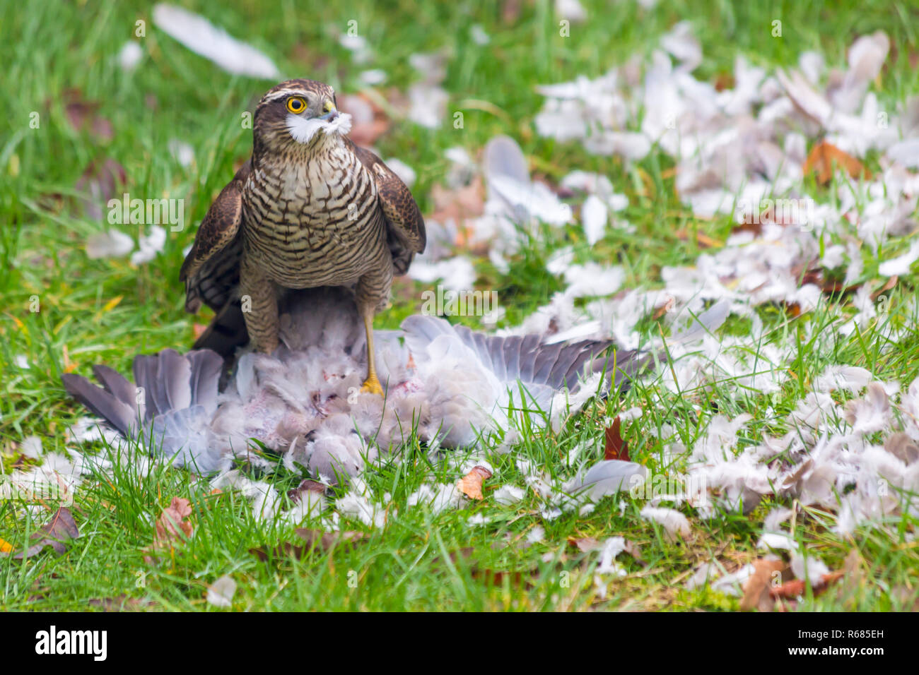 Bournemouth, Dorset, UK. 4th Dec 2018. Female Sparrowhawk, Accipiter ...