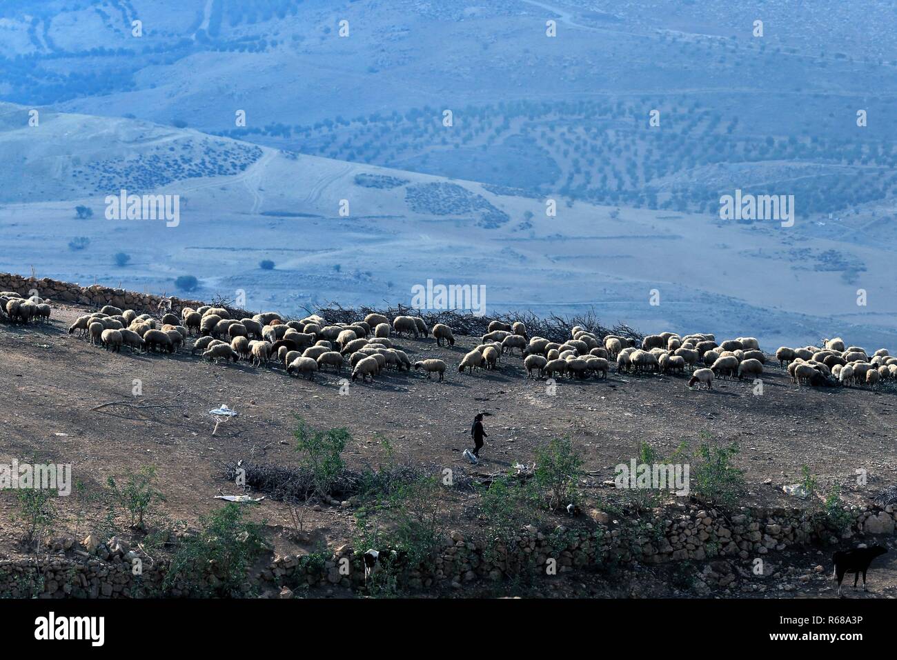 Amman sheep hi-res stock photography and images - Alamy