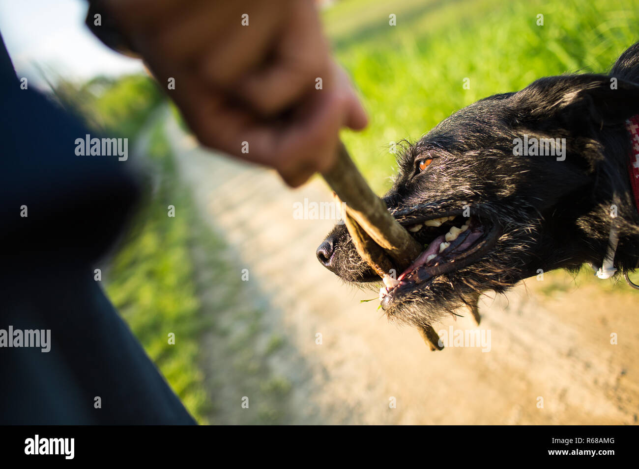 Throwing stick hi-res stock photography and images - Alamy