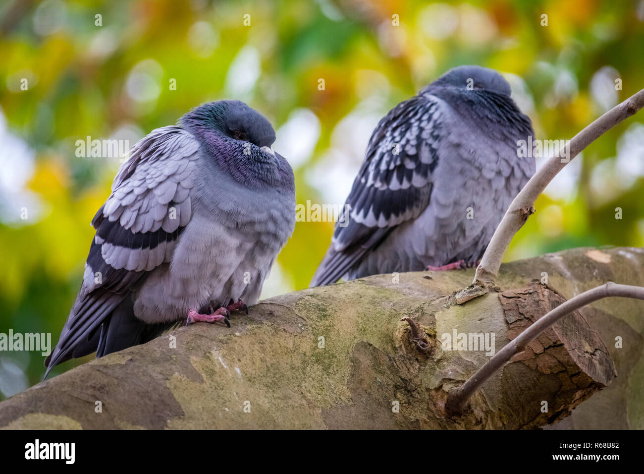 Closeup two black pigeons hi-res stock photography and images - Alamy