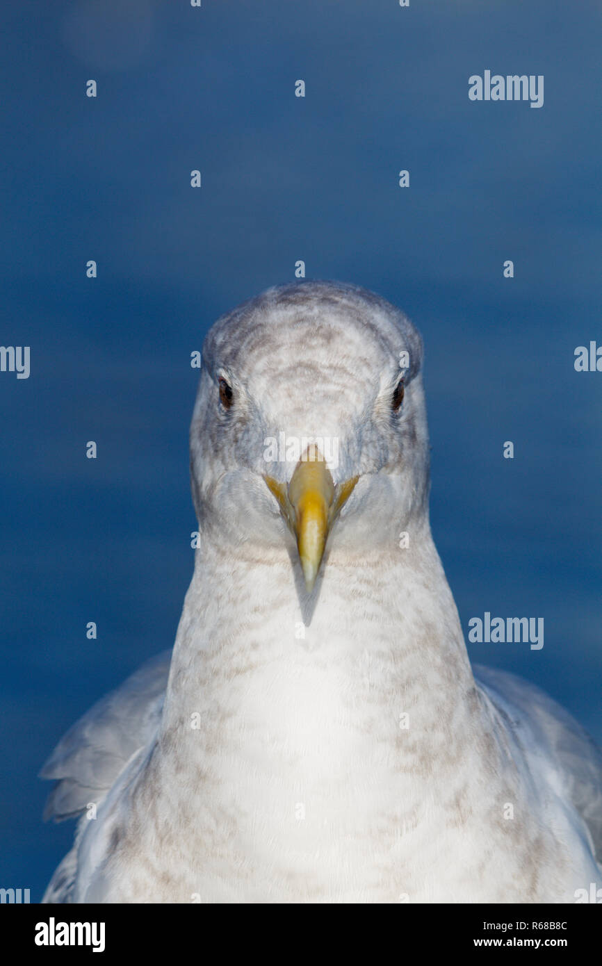 Portrait of a seagull close up Stock Photo - Alamy