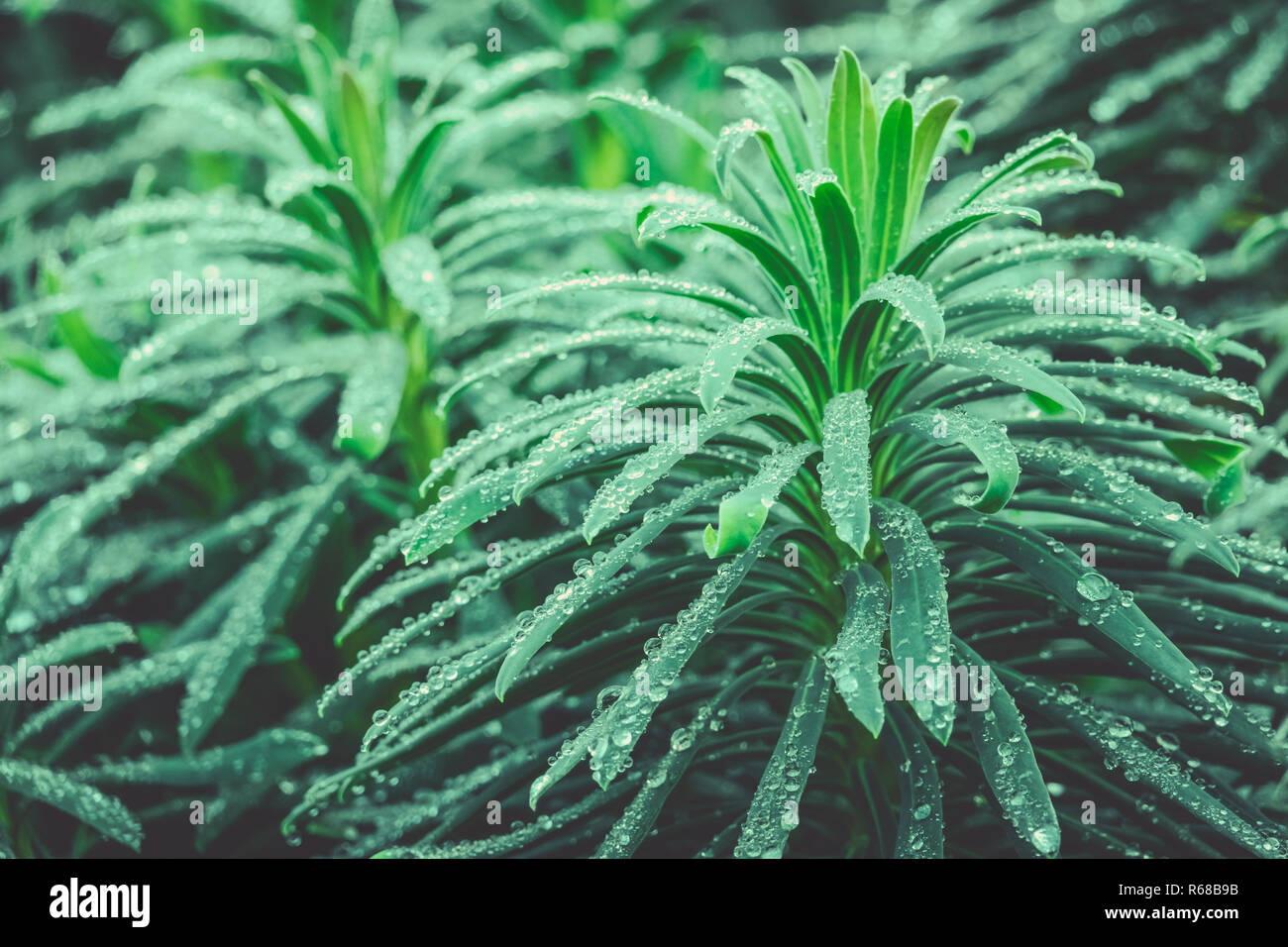 Multiple macro water drops Stock Photo - Alamy