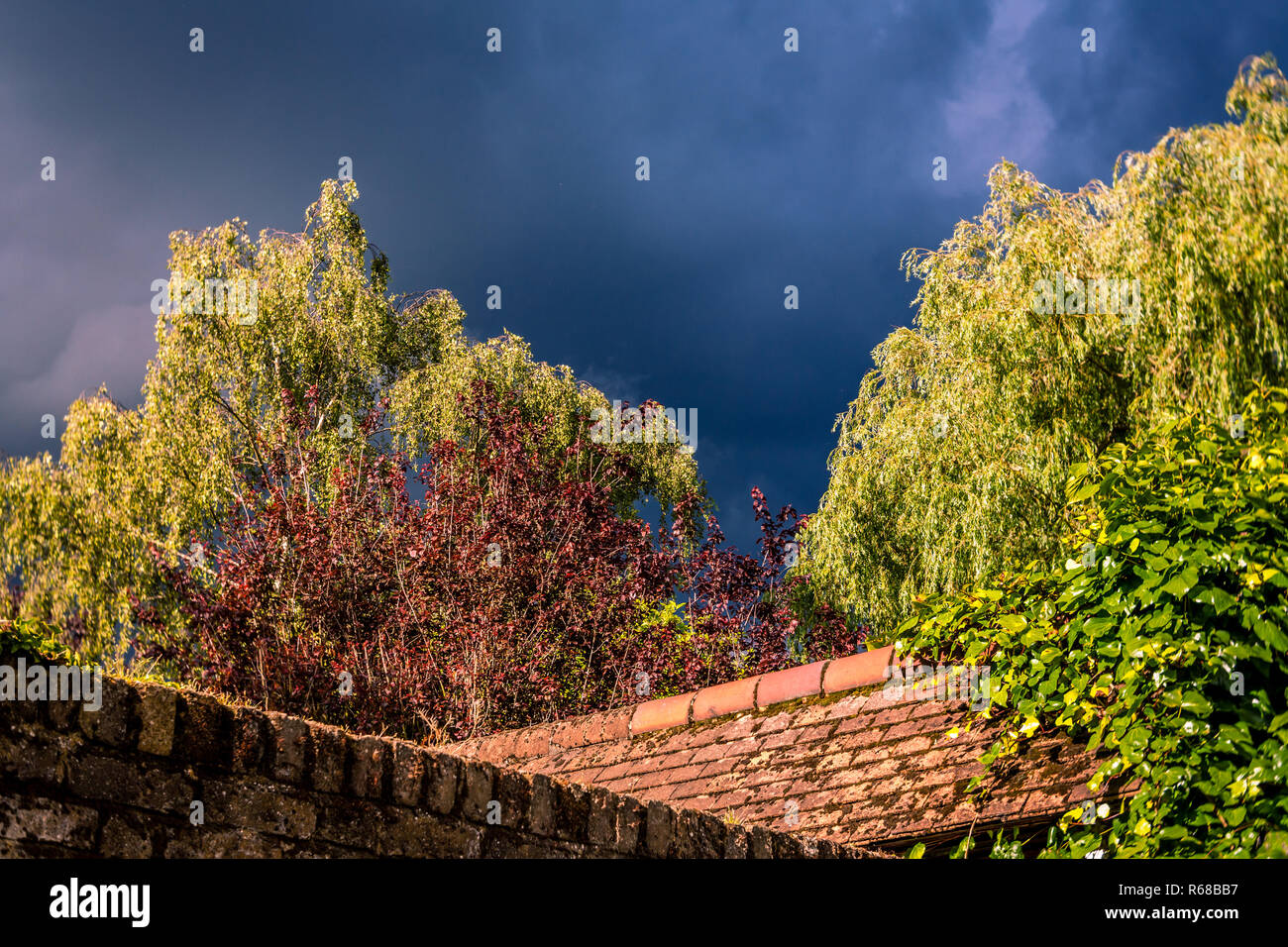 Trees and rooftops Stock Photo - Alamy