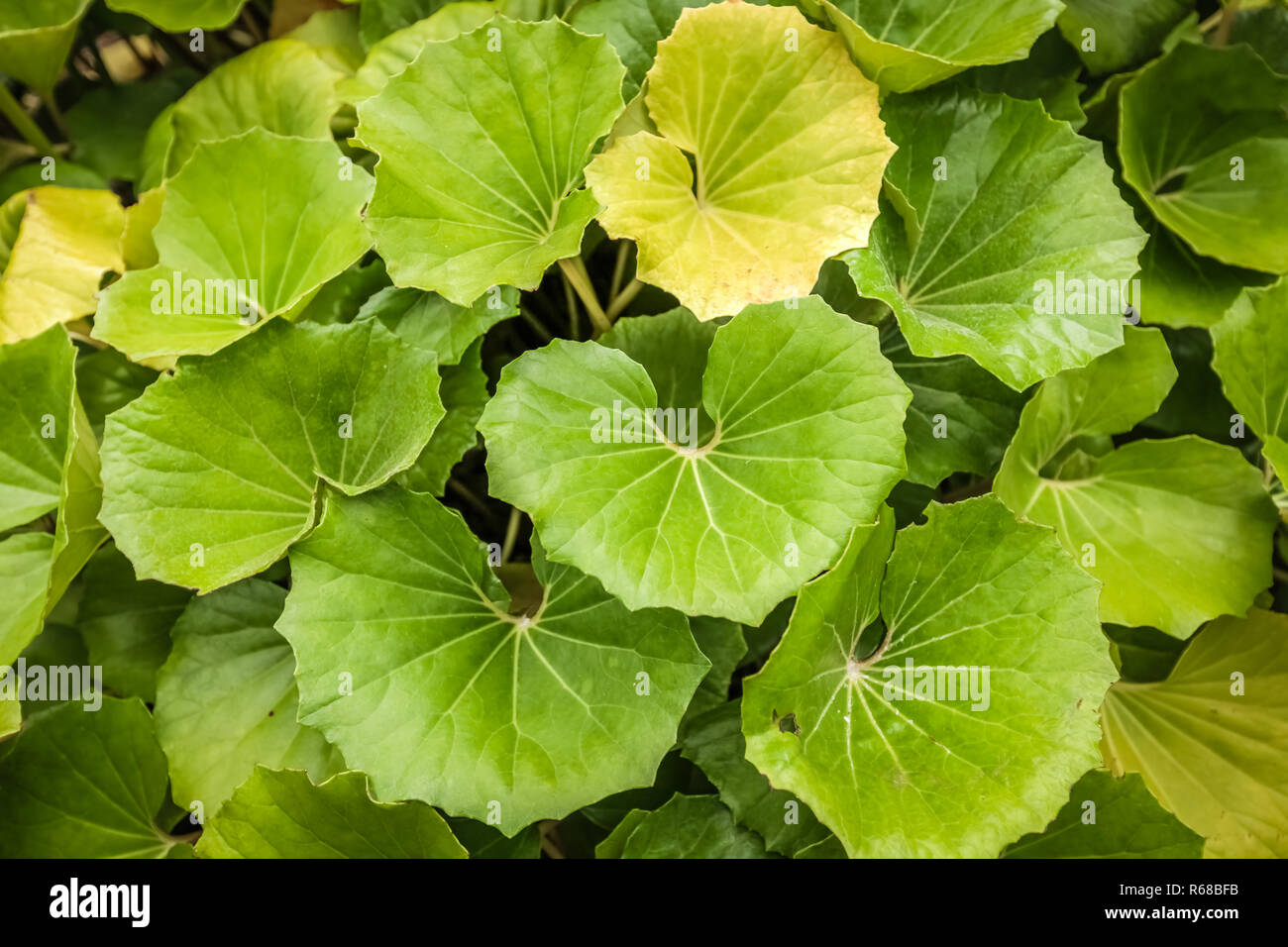 Big green leaves Stock Photo - Alamy