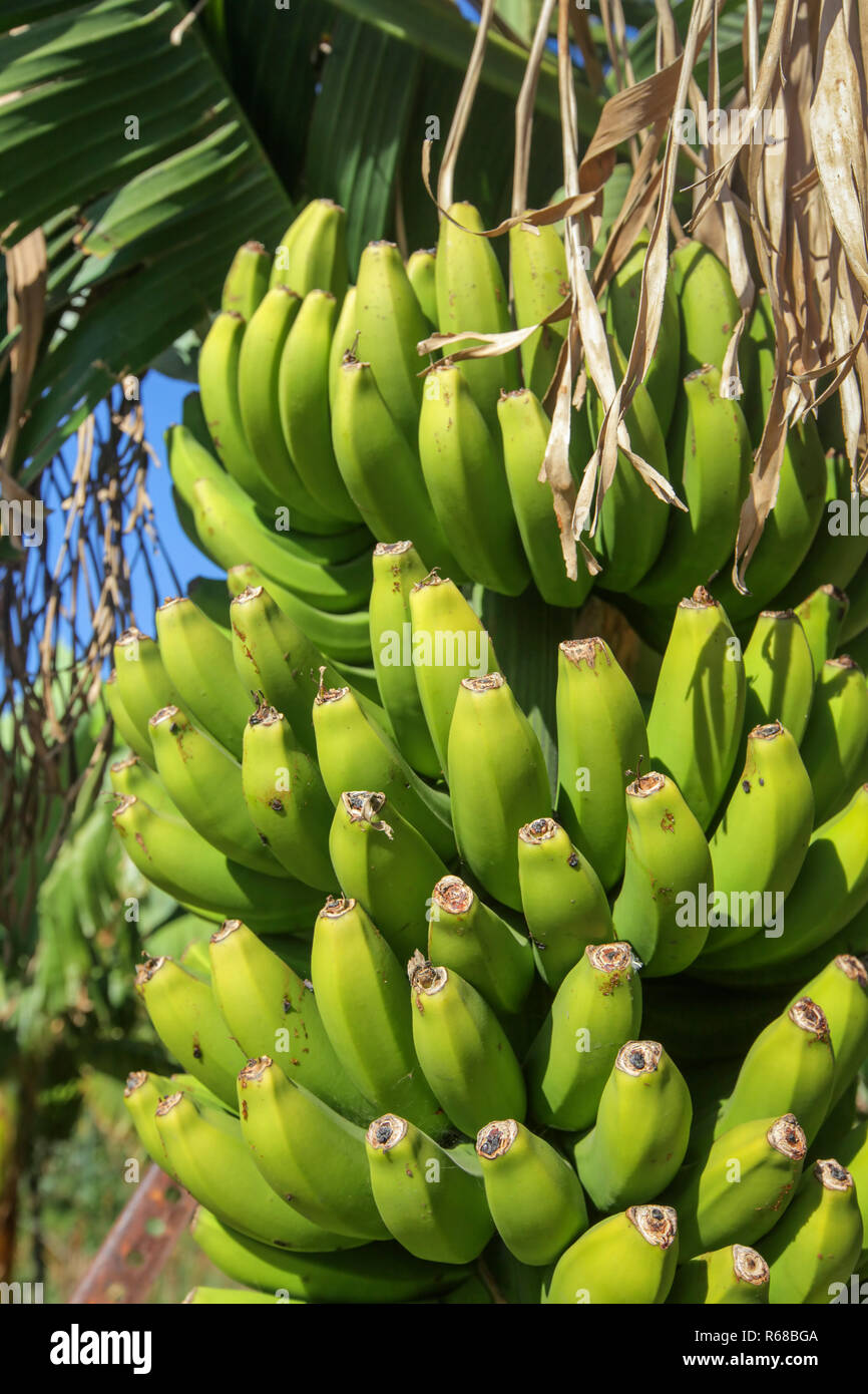 Bunch of bananas Stock Photo - Alamy