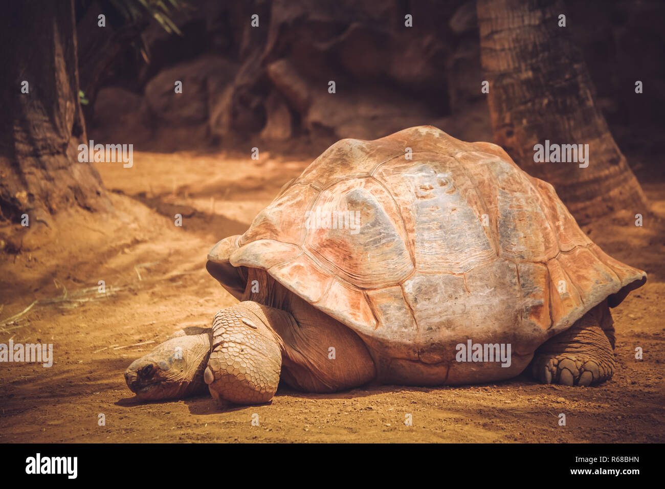 Big turtle in the zoo Stock Photo - Alamy