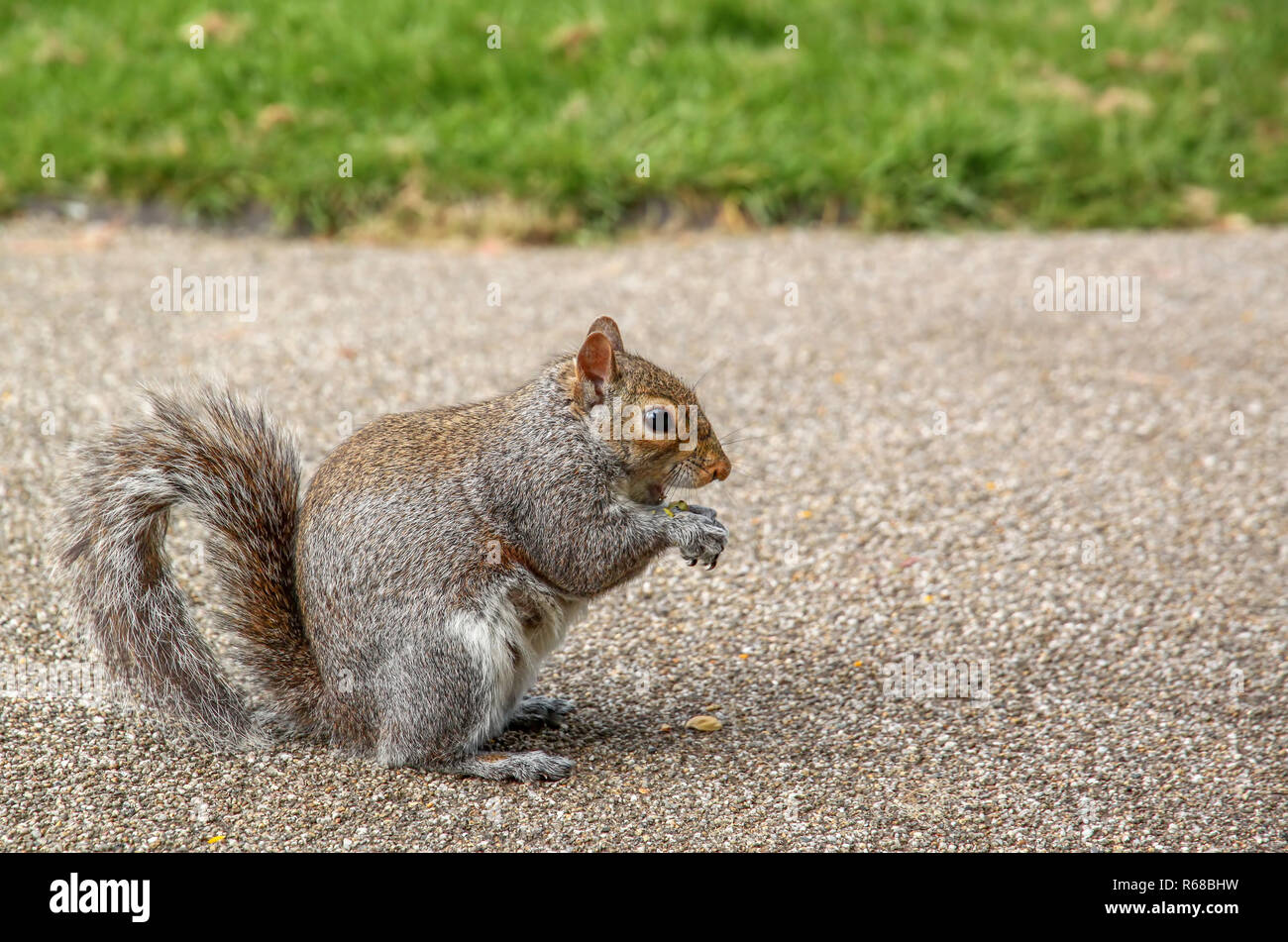 Squirrel eating nut Stock Photo - Alamy