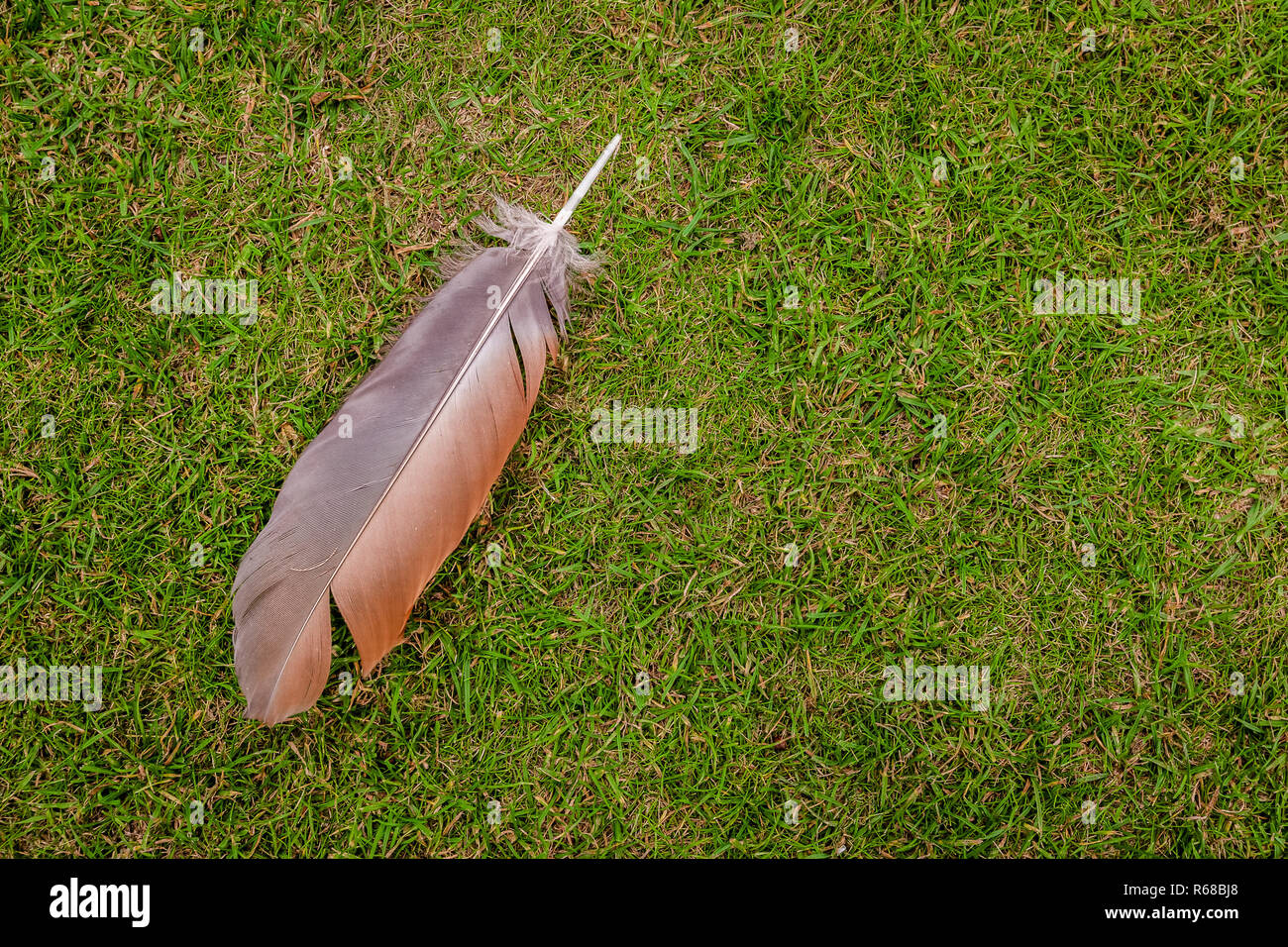Feather on the grass Stock Photo - Alamy