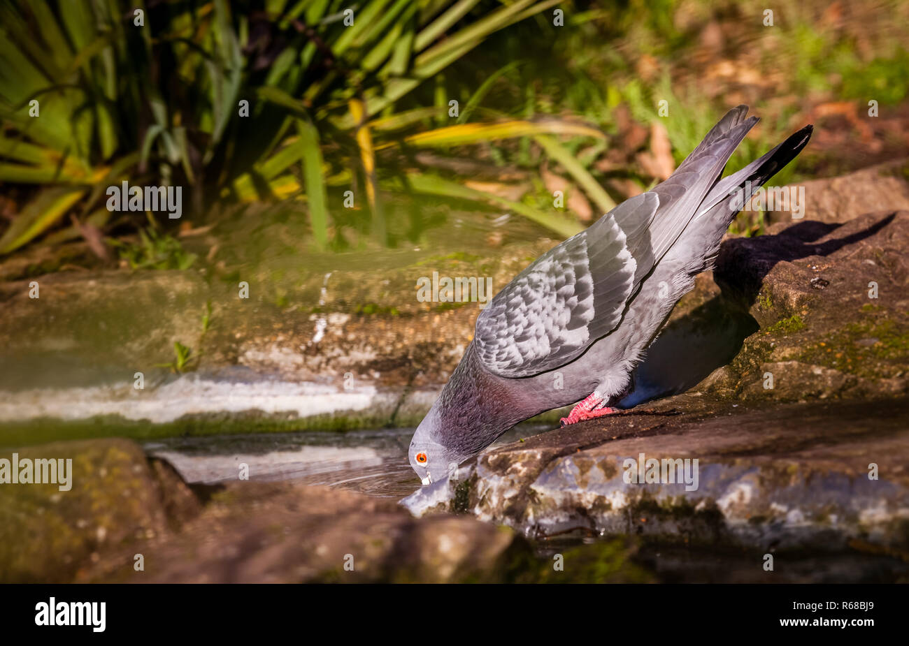 Pigeon drinking water Stock Photo - Alamy