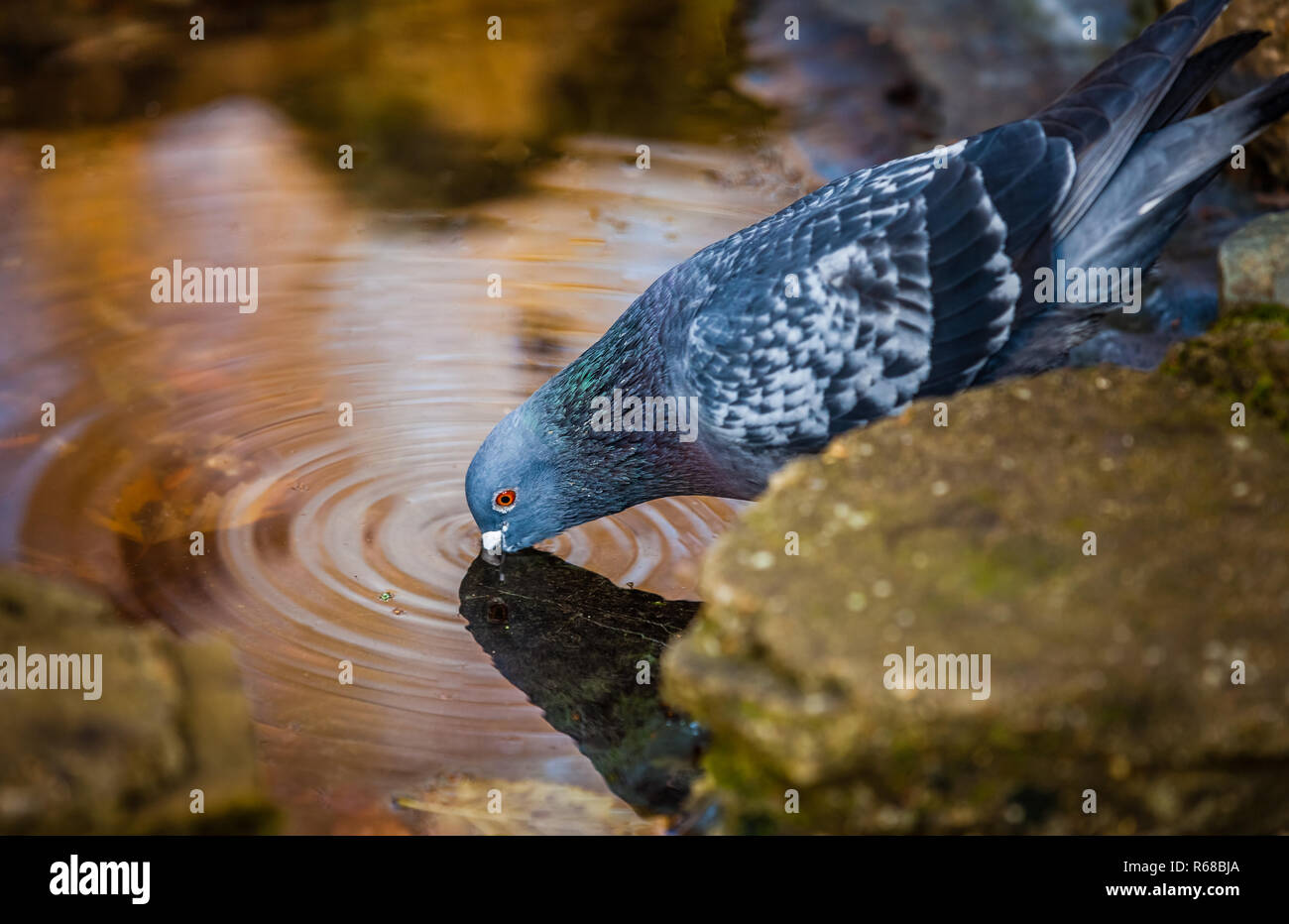 Pigeon drinking water Stock Photo - Alamy
