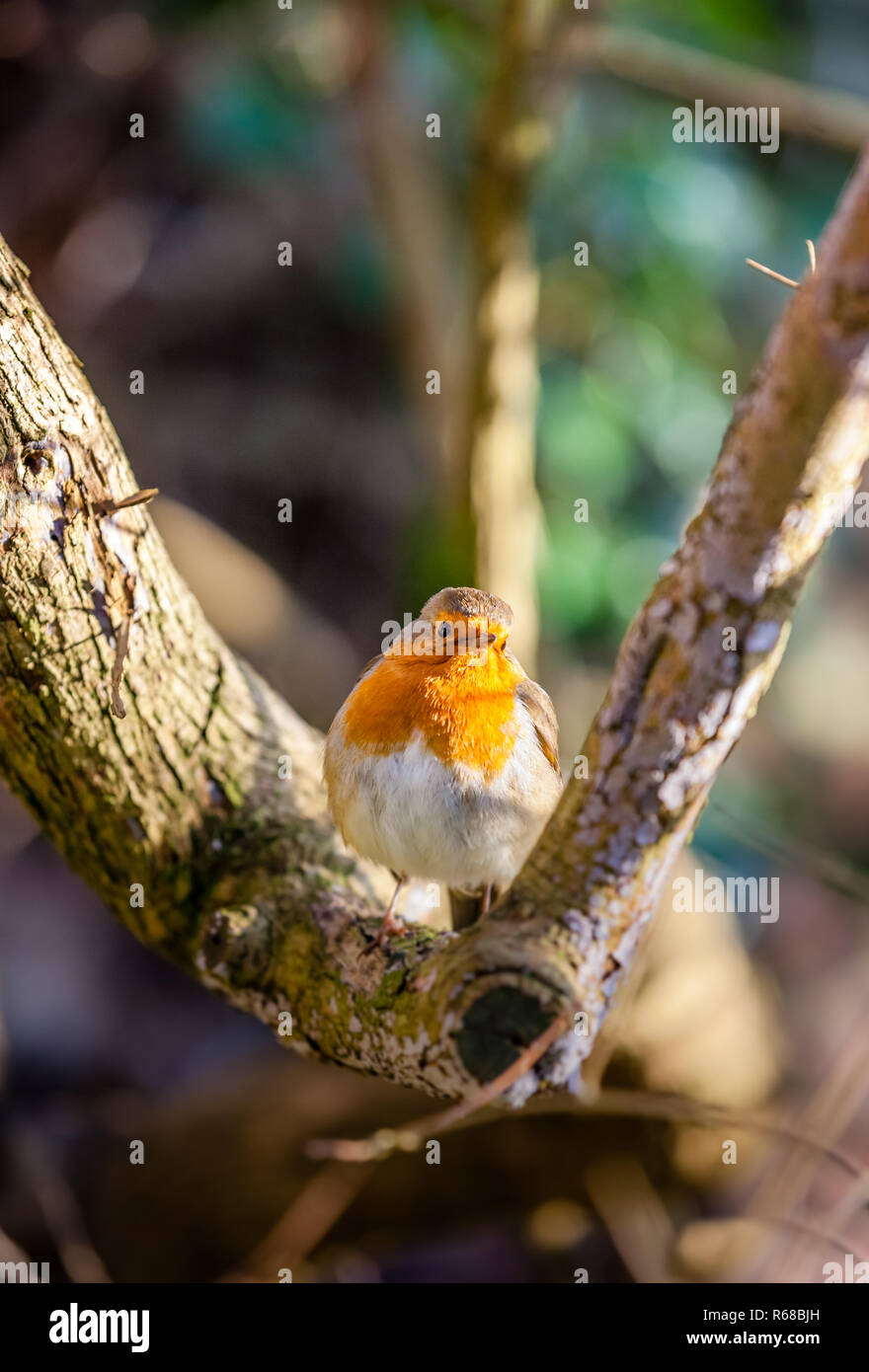 Curious robin sitting on hi-res stock photography and images - Alamy