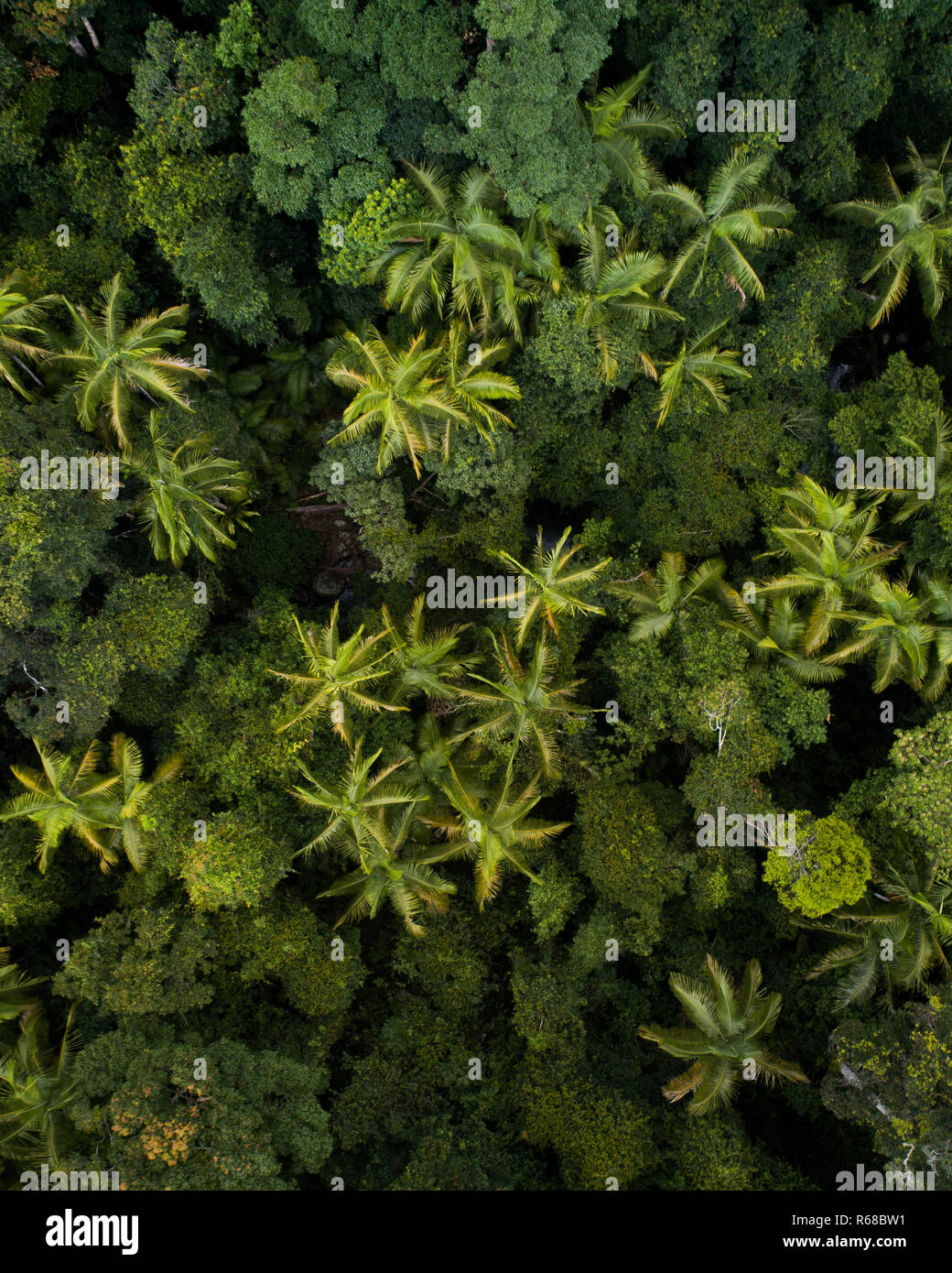 View above a jungle in Australia Stock Photo - Alamy