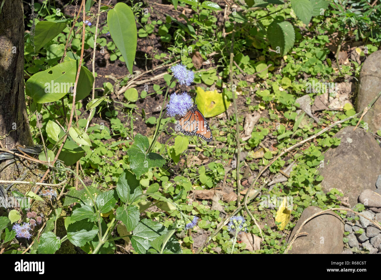 Monarch Butterfly in the Forest Stock Photo - Alamy