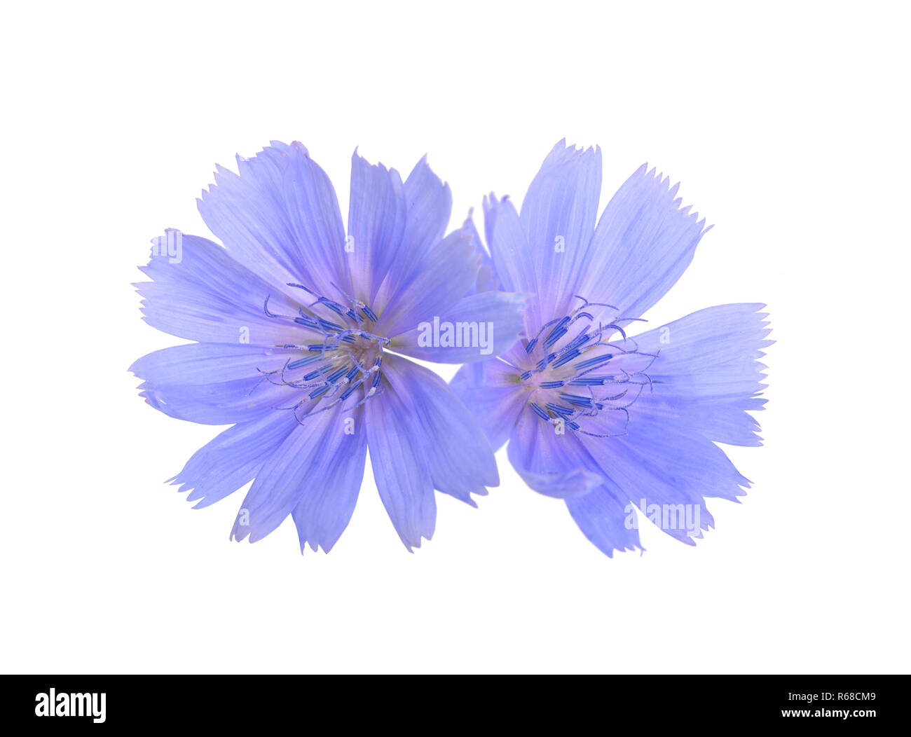 Chicory root cichorium intybus succory hi-res stock photography and ...