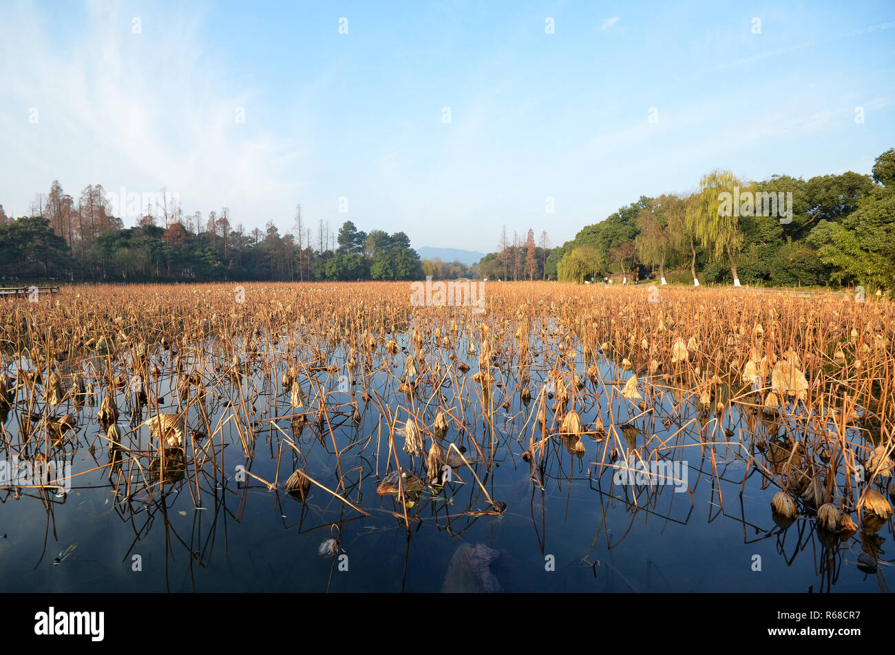 Dead lotus plants during winter on West Lake, Hangzhou Stock Photo - Alamy