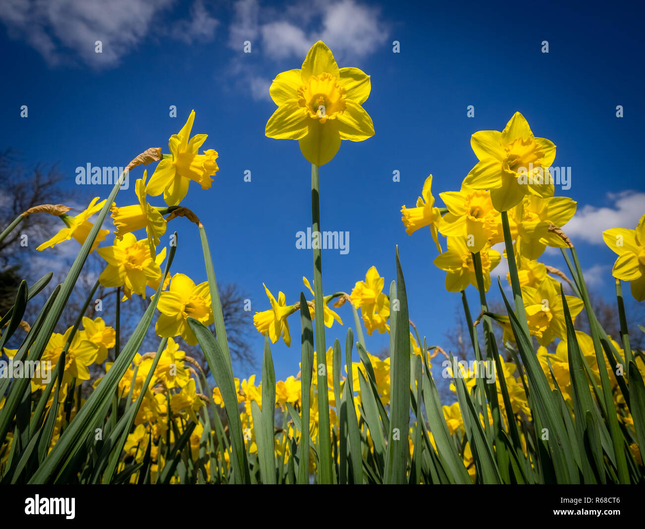 First yellow daffodils Stock Photo - Alamy
