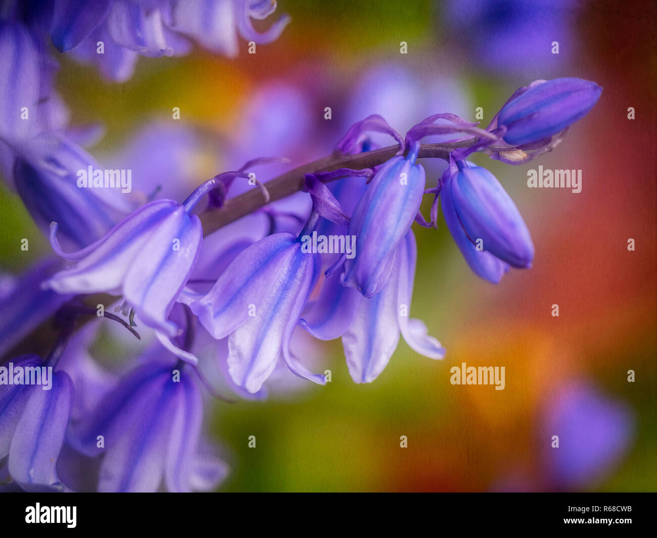 Campanula rapunculoides creeping bellflower hi-res stock photography ...