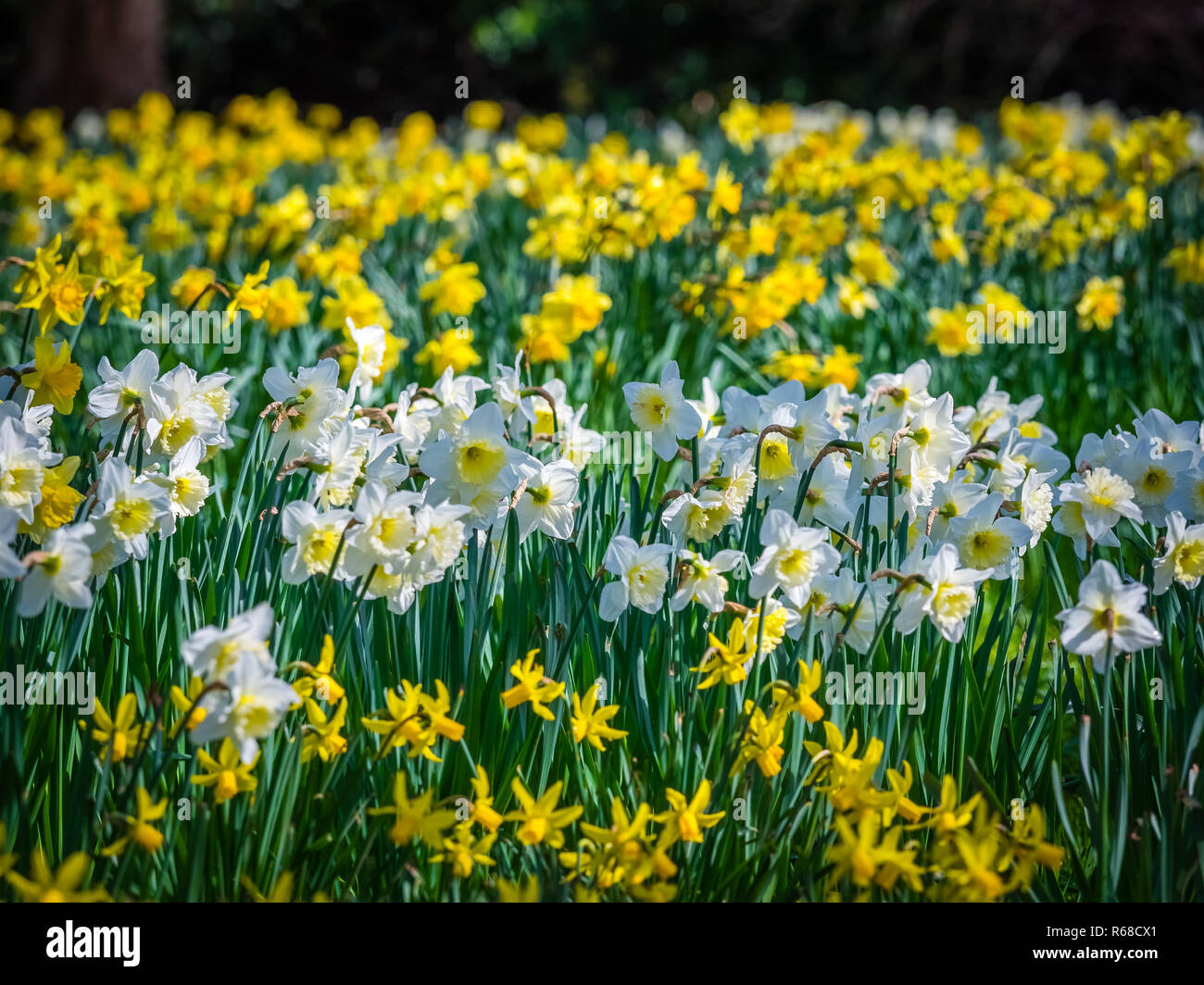 Yellow and white daffodils Stock Photo - Alamy
