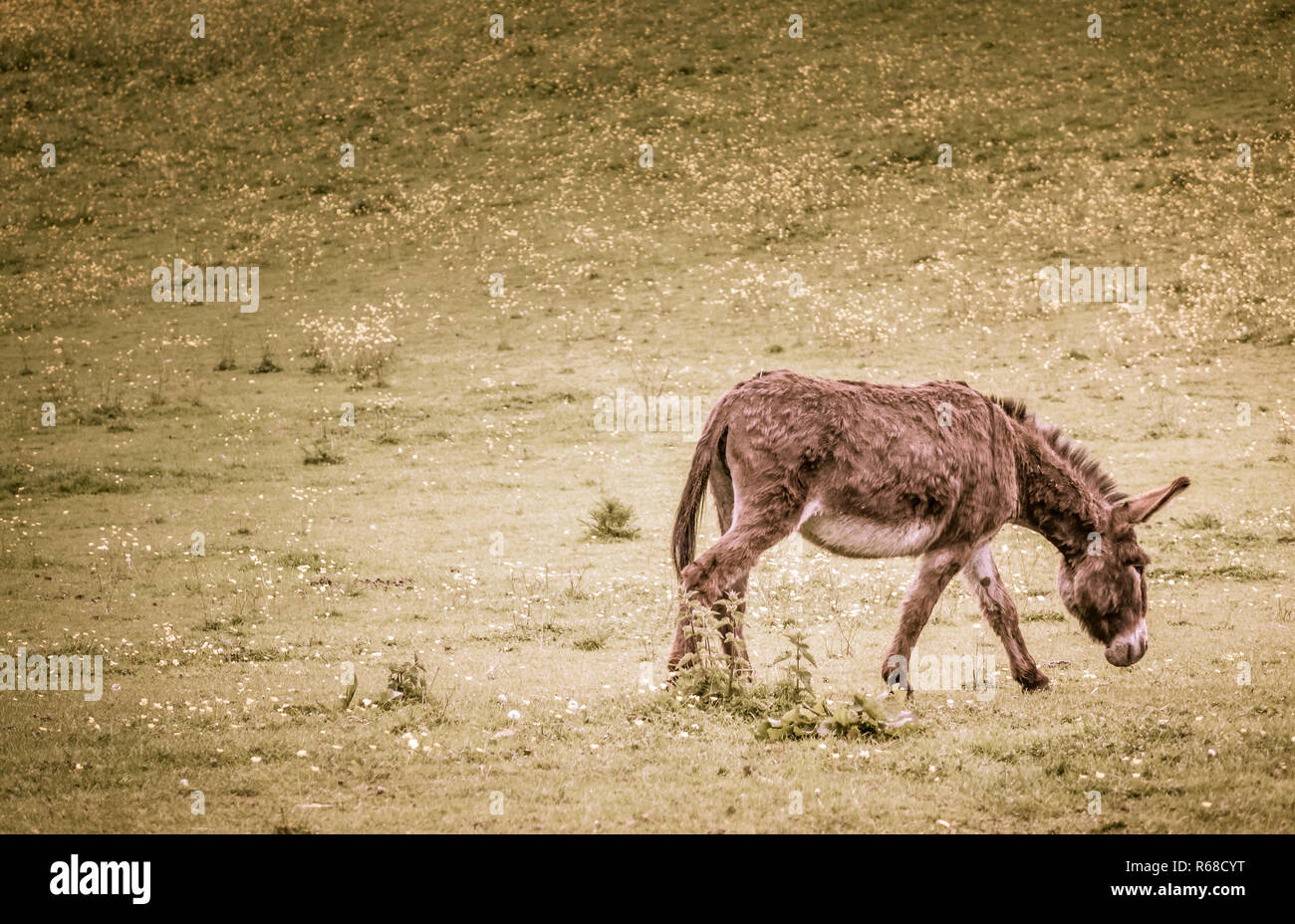 Thin furry tail hi-res stock photography and images - Alamy