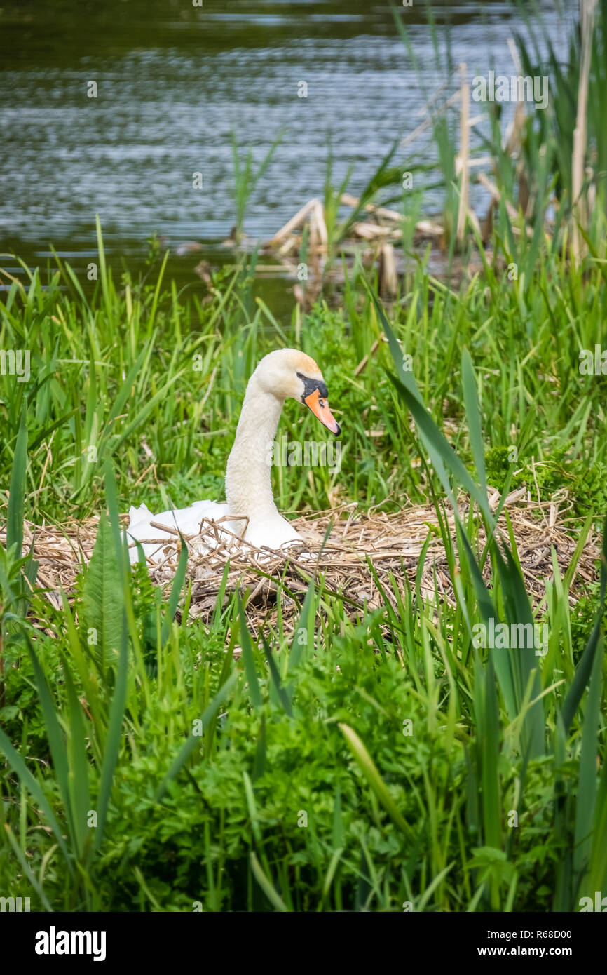 Swan lakeshore autumn animal wildlife hi-res stock photography and ...