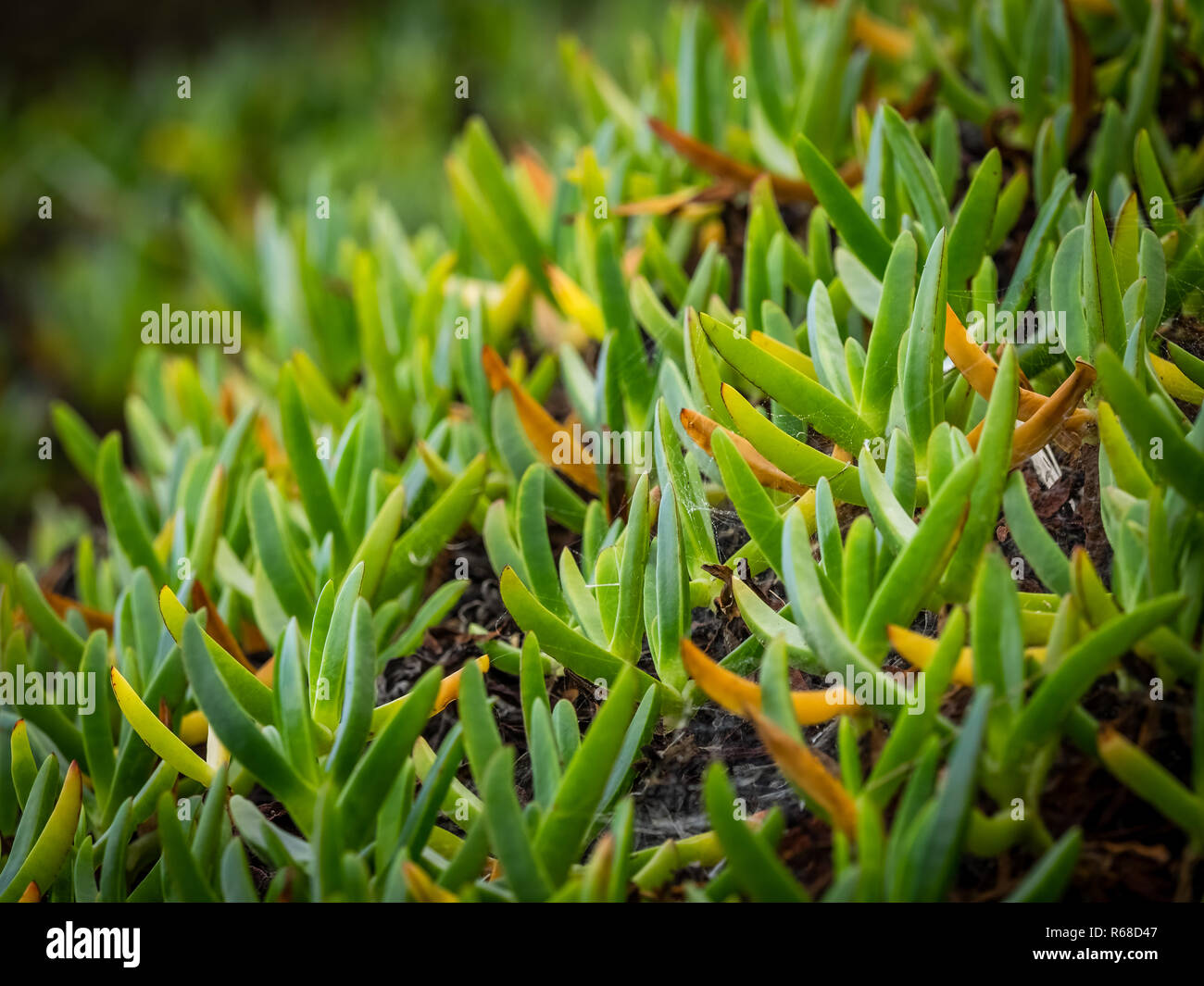 Weird green plants Stock Photo - Alamy