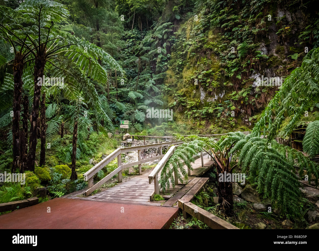 Bridge in the tropical forest Stock Photo - Alamy