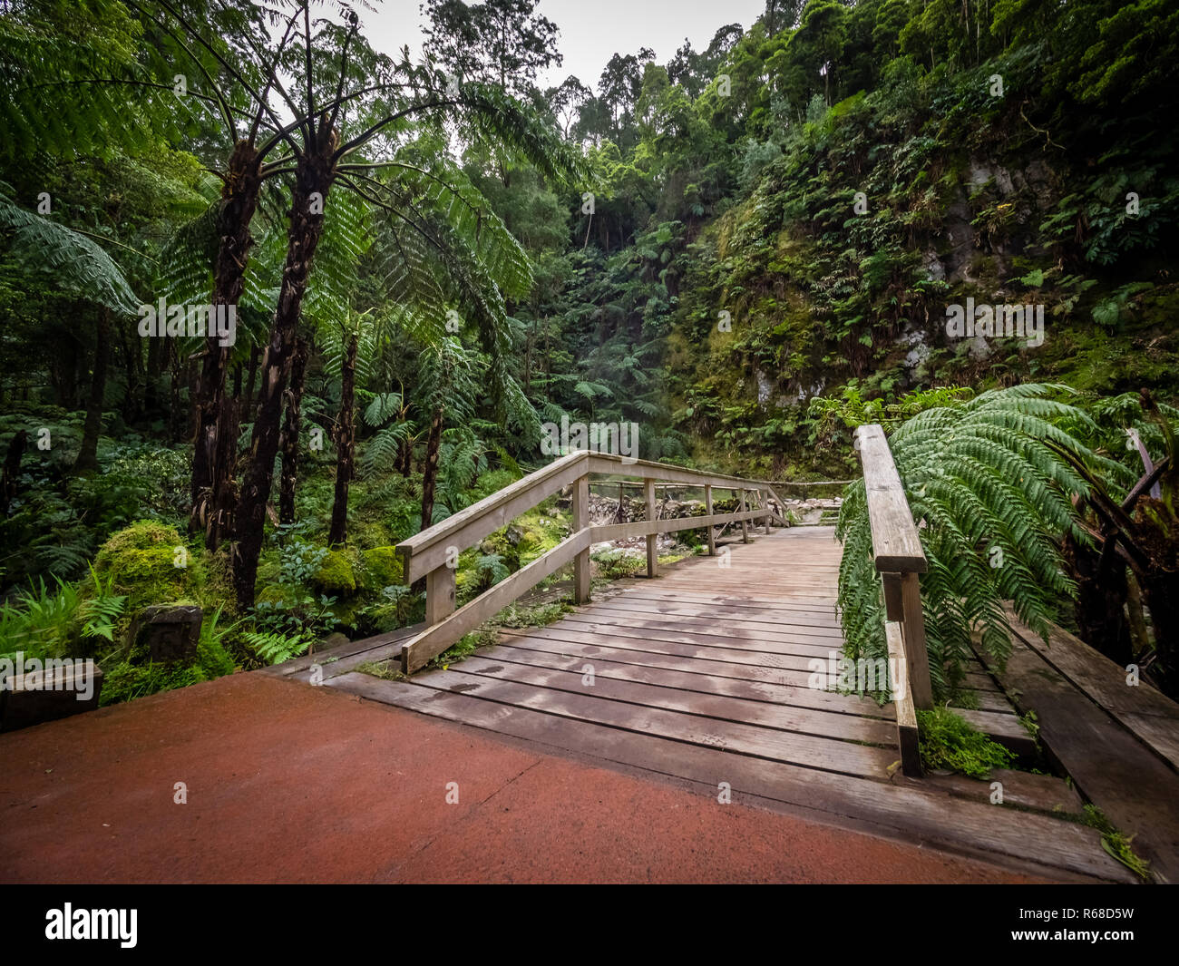 Bridge in the tropical forest Stock Photo - Alamy