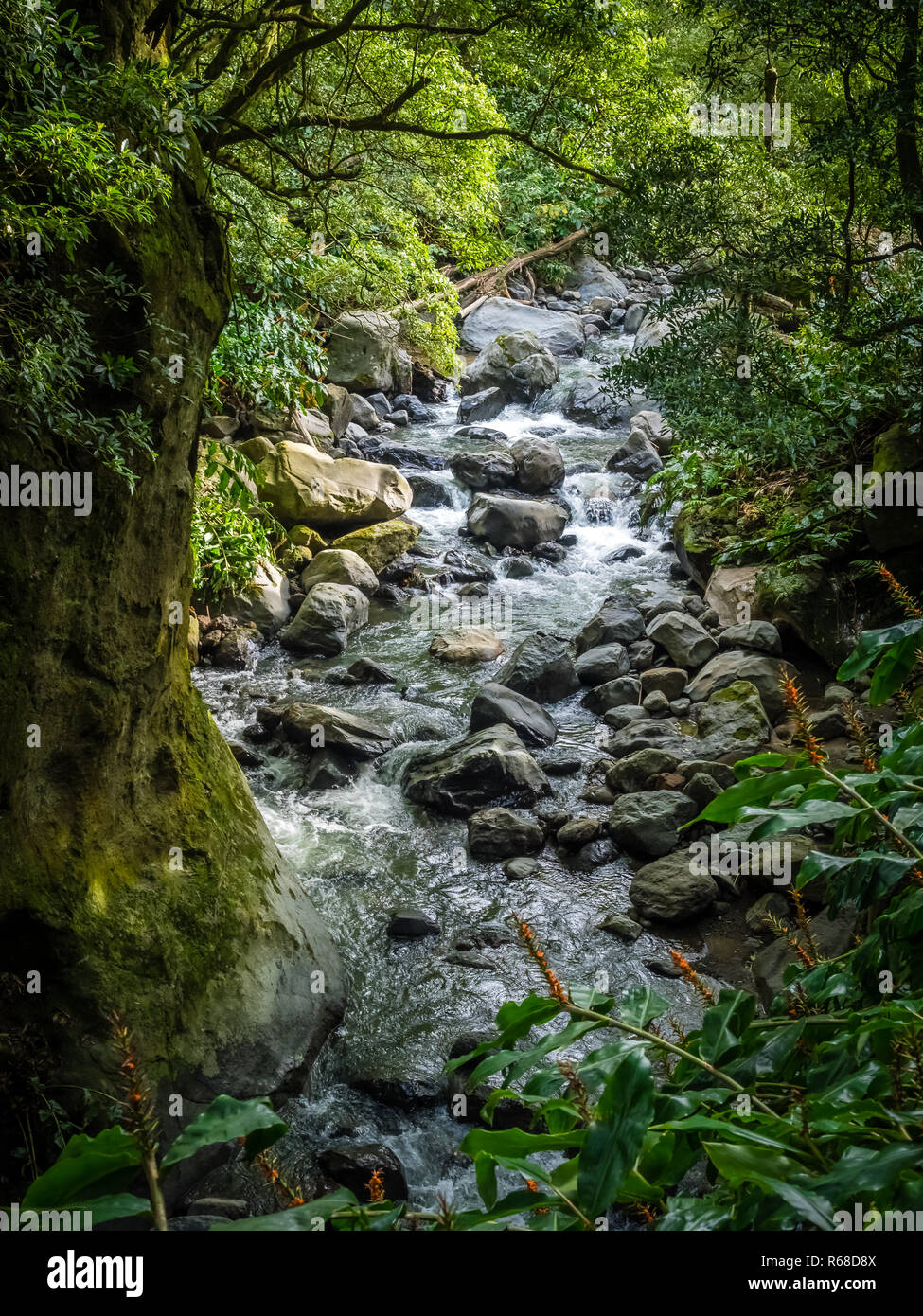 Deep gorge dense green hi-res stock photography and images - Alamy