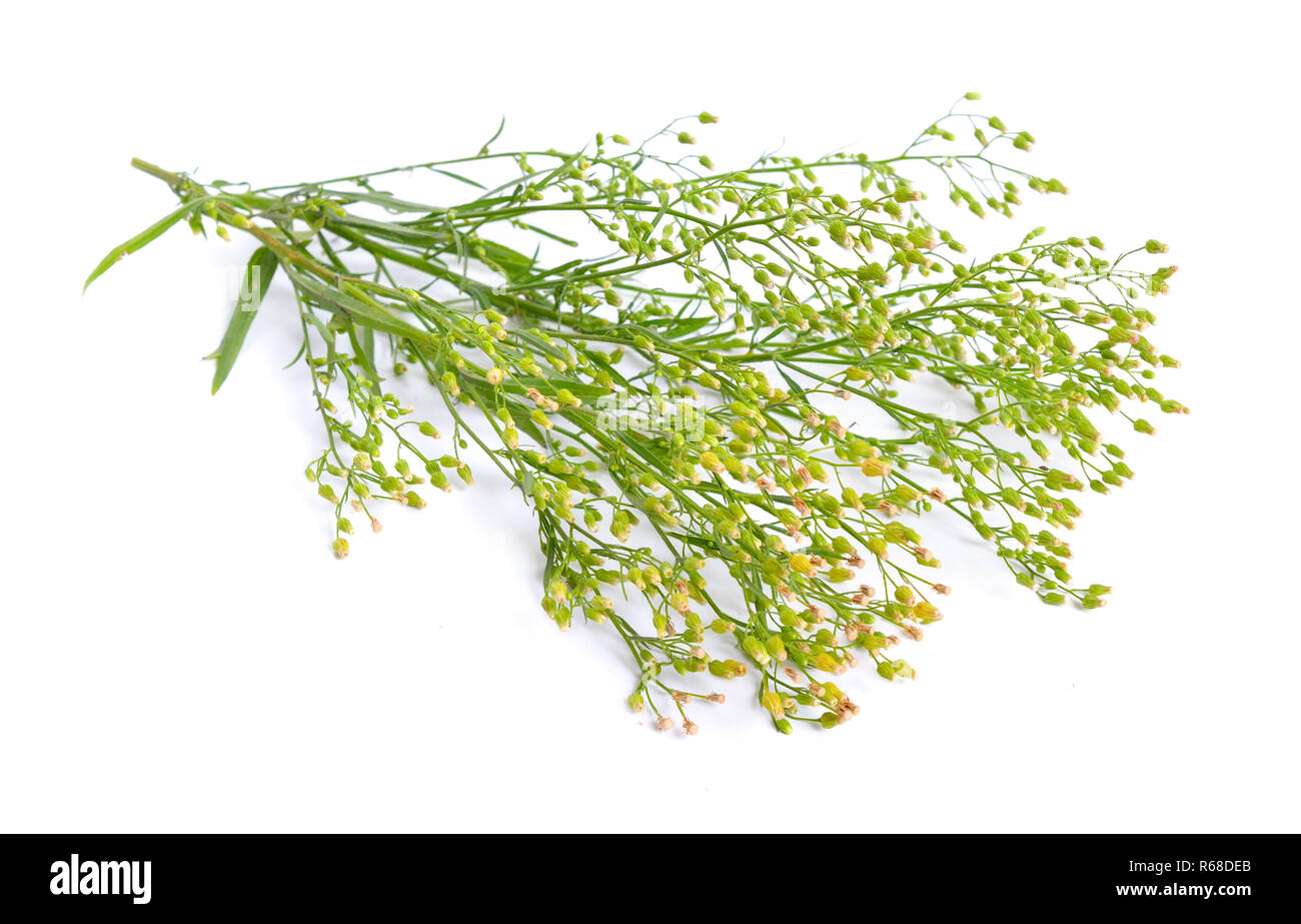 Marestail hi-res stock photography and images - Alamy